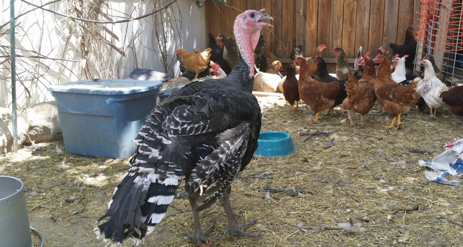 Broad-breasted Vs. Heritage Turkeys - Backyard Poultry
